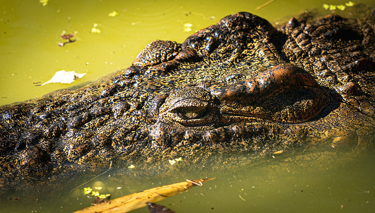 Les animaux - Croc Parc
